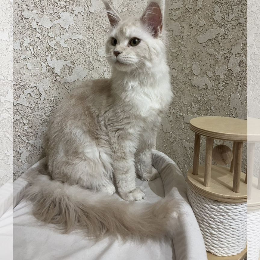 Мейн-кун котёнок