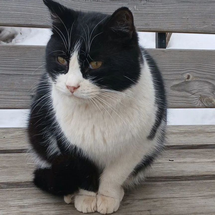 Взрослый кот в добрые руки