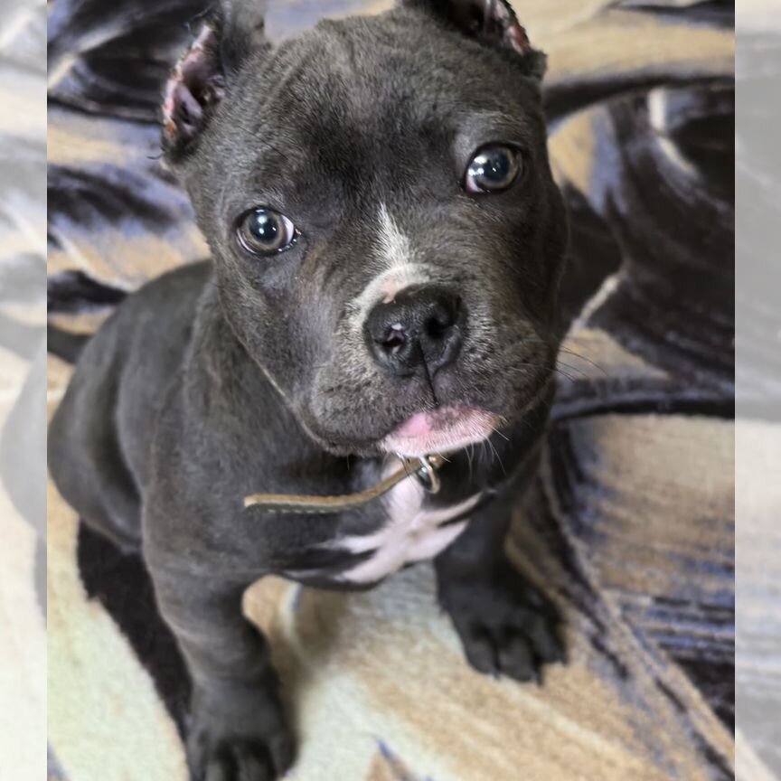 Американский булли, щенок