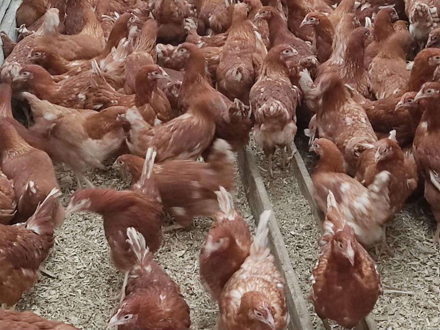 Куры-несушки родонит