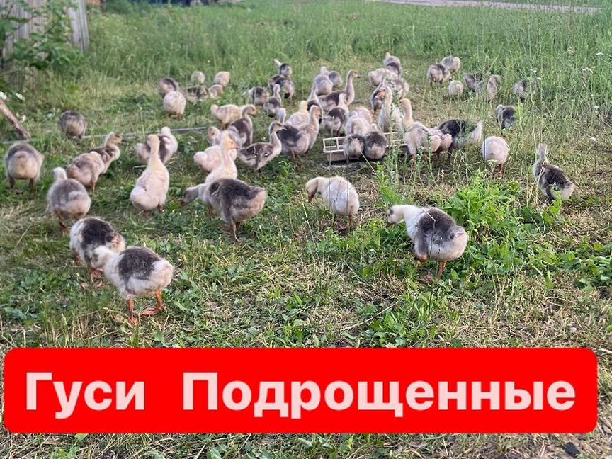 Гуси подрощенные, гуси, гусята
