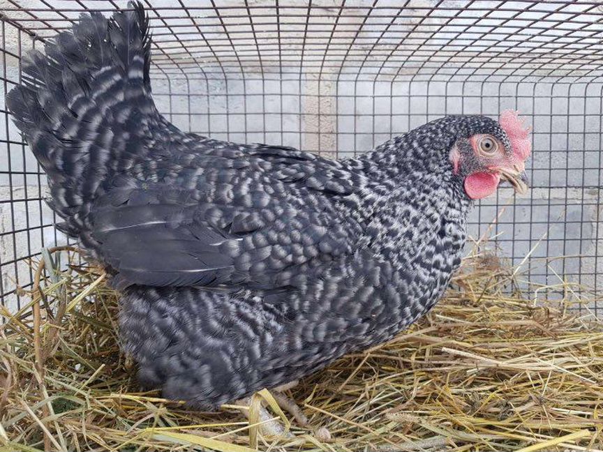 Курочка ряба