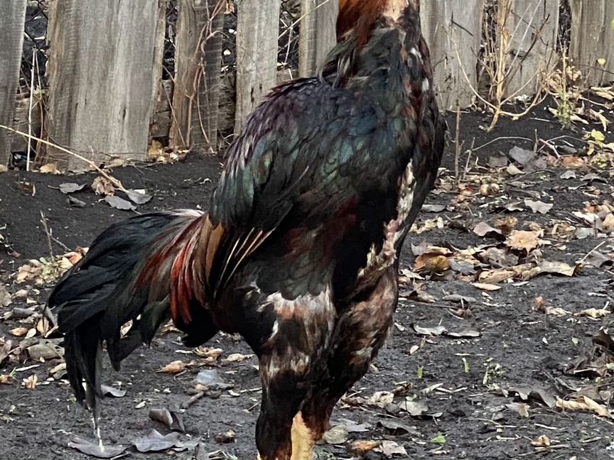 Бойцовые петухи