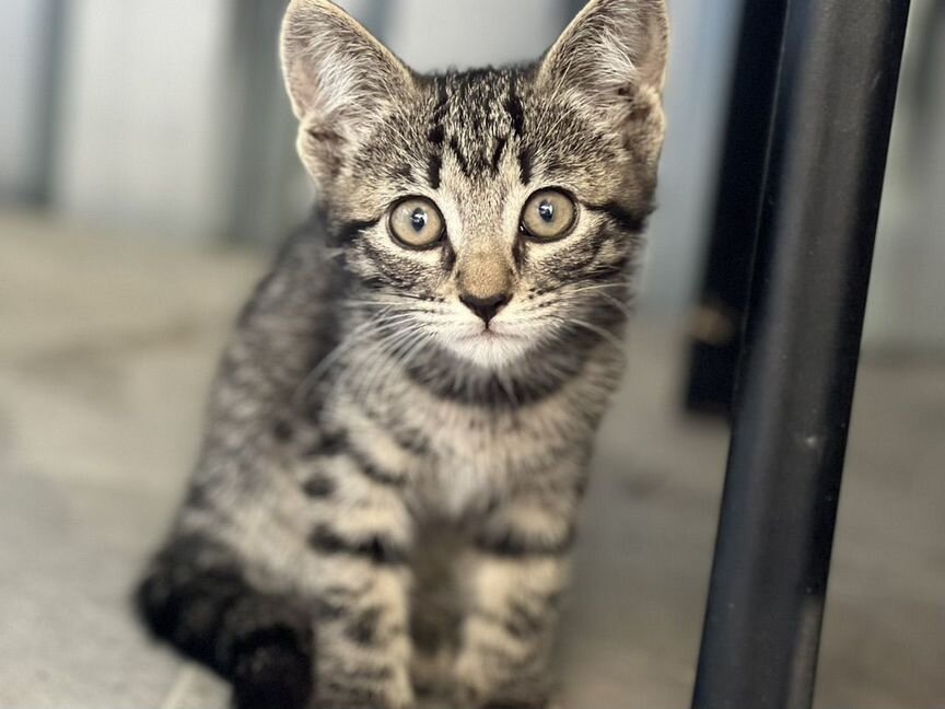 Котенок мальчик