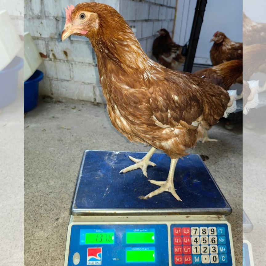 Куры молодки