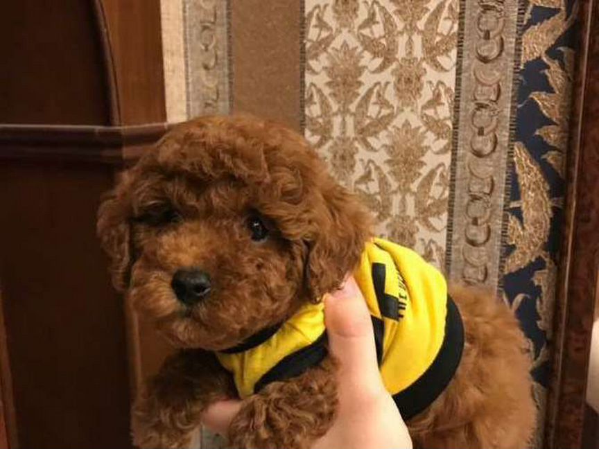 Милые карликовые пудельки, 2.5 мес