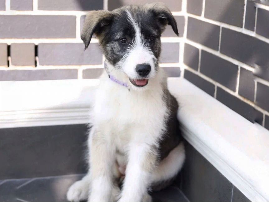 Щенок - выбери меня