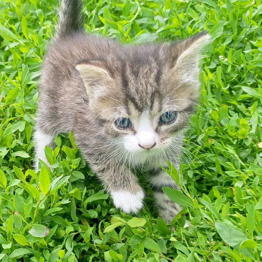 Котята в добрые руки