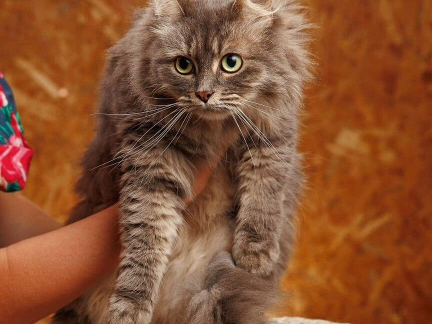 Ласковая кошечка Виола в добрые руки