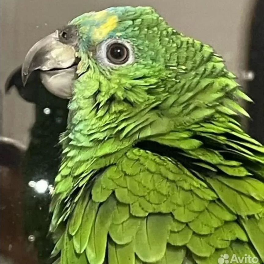 Попугай Амазон