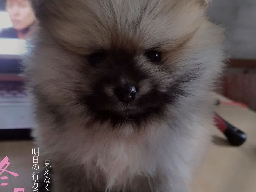 Щенок шпица резерв