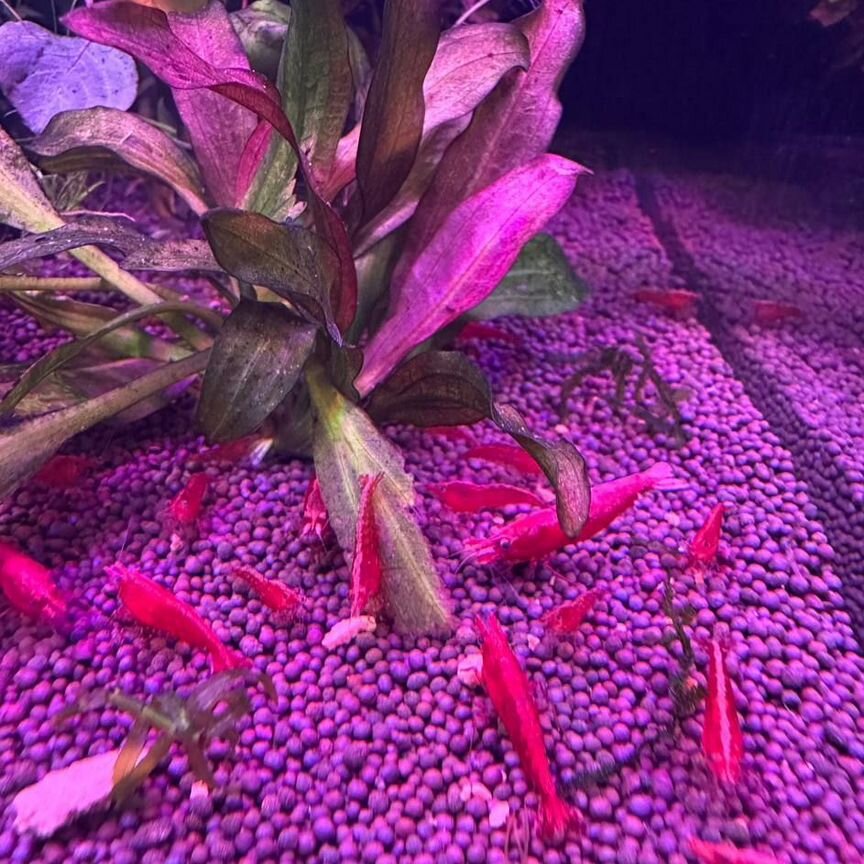 Аквариумные креветки и улитки