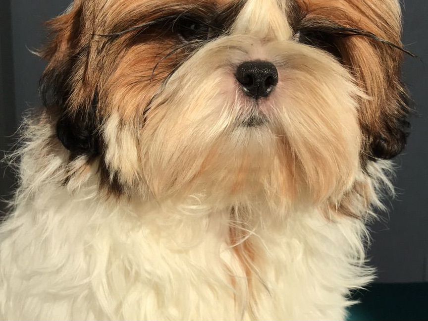 Щенки ши-тцу