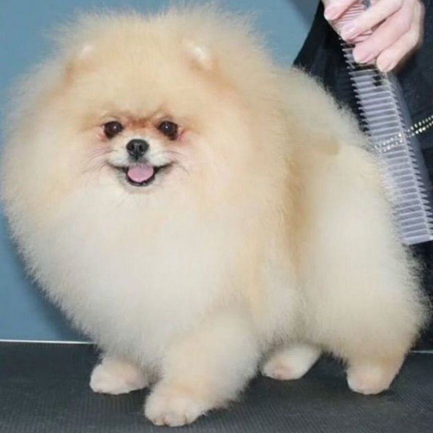 Померанский шпиц, щенок