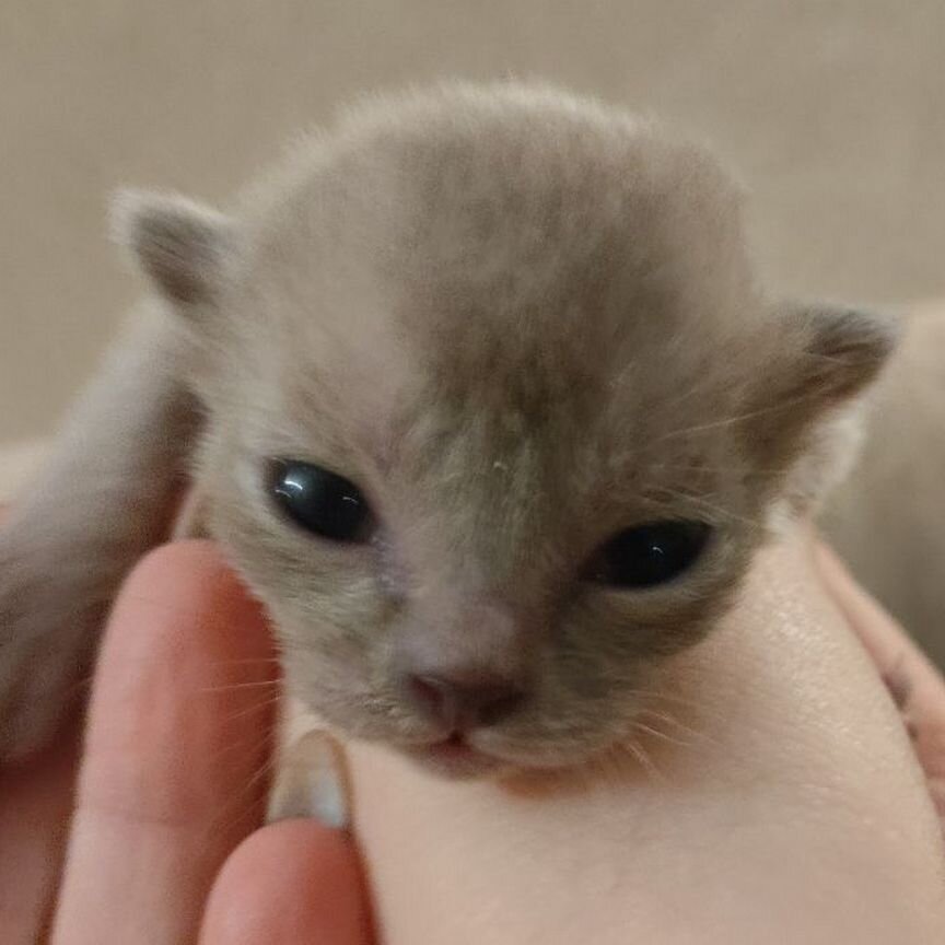 Европейский бурманский котёнок
