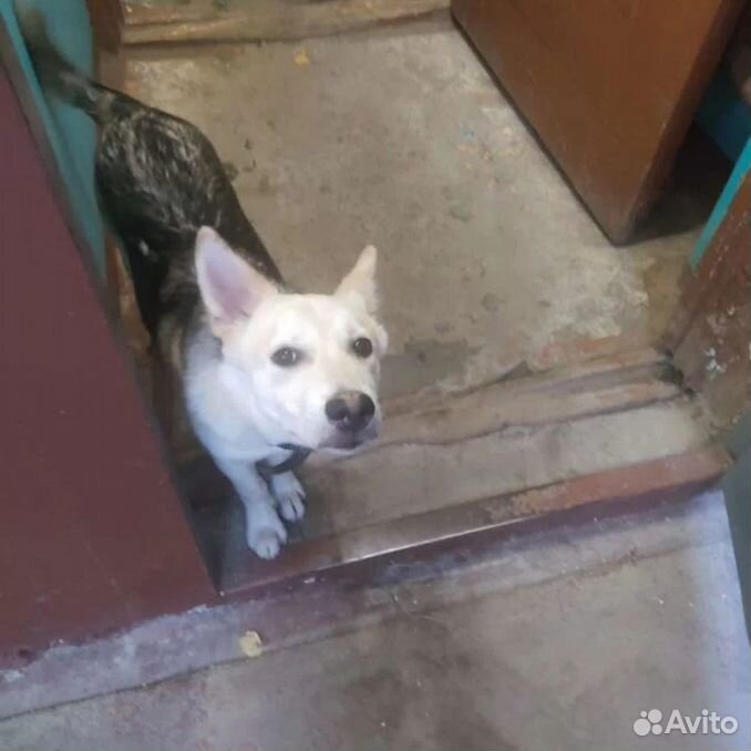Щенок. Живет в подъезде