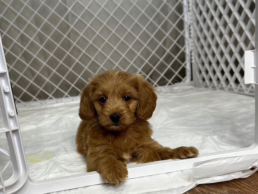 Мальтипу f1 мальчик редбраун стандартный, москва