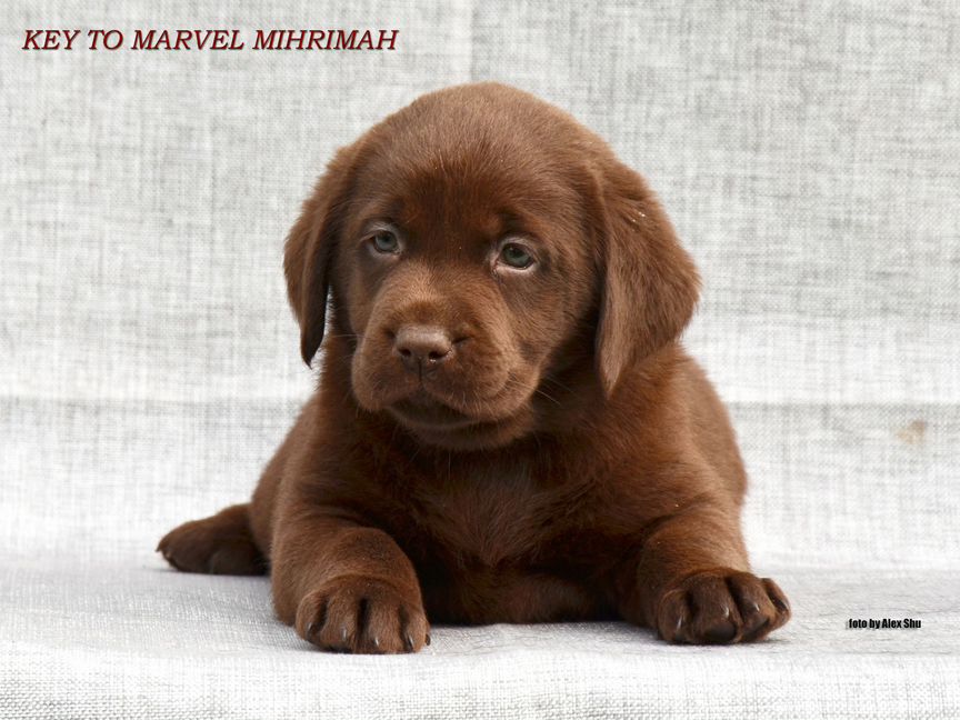 Питомник KEY TO marvel