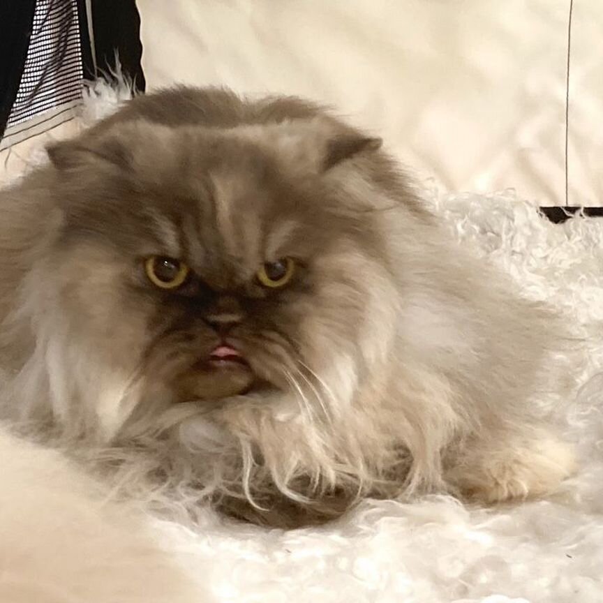 Персидская шоколадная царица