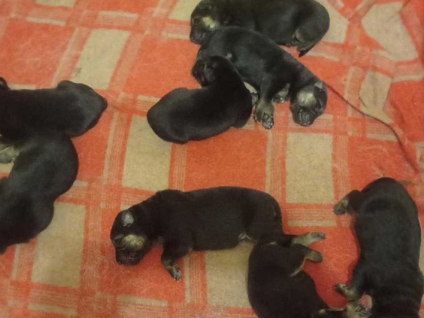 Щенки Немецкие овчарки