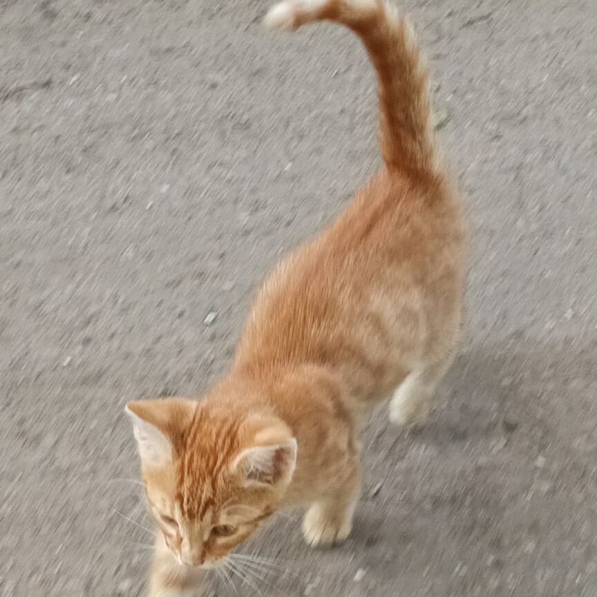 Котята
