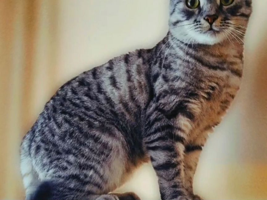 Кот в добрые руки