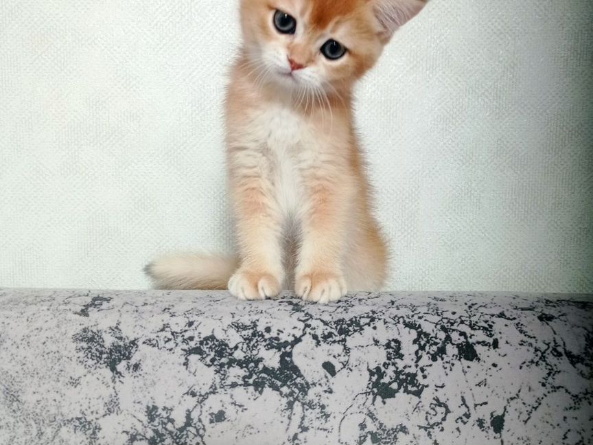 Котик