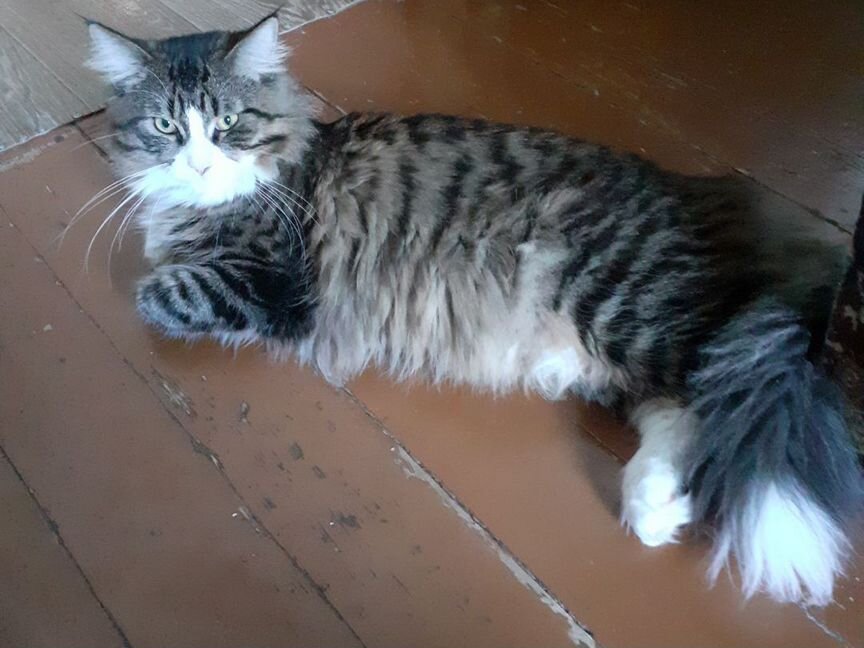 Отдам кота в добрые руки
