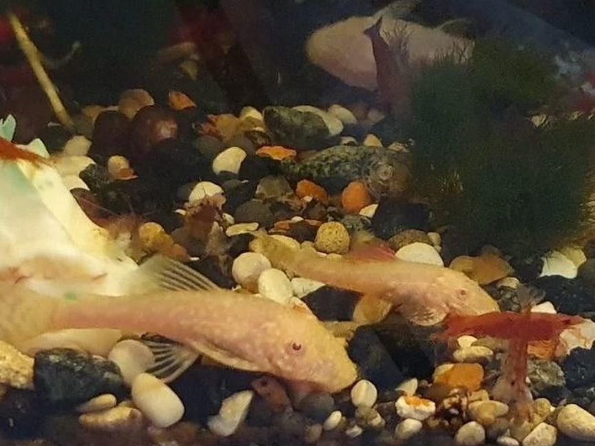 Сомики альбиносы