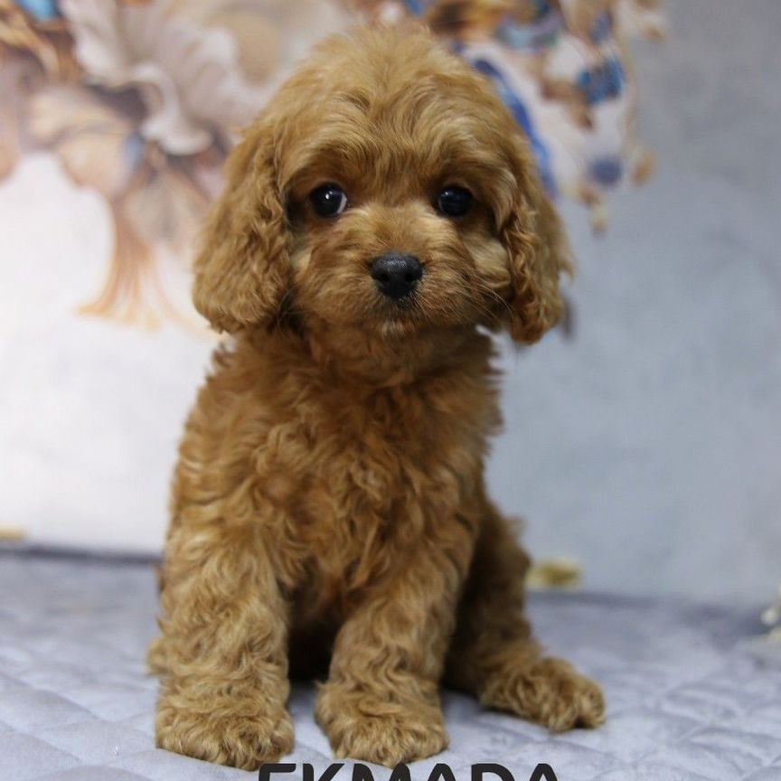 Кавапу, щенок