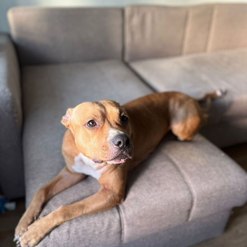 Стаффордширский терьер ищет дом