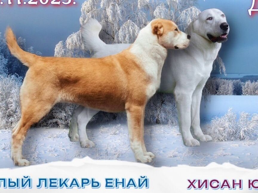 Щенки среднеазиатской овчарки (алабай)