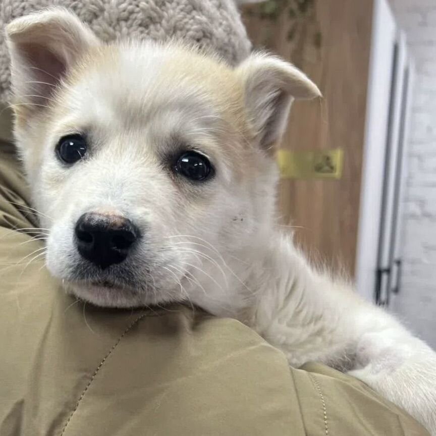 Щенок в добрые руки