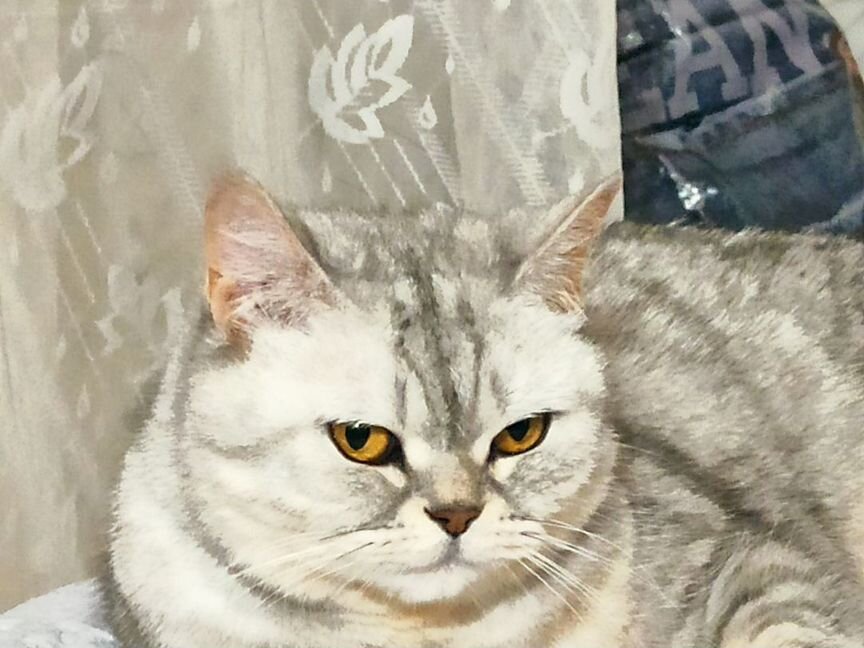 Шотландская кошка девушка