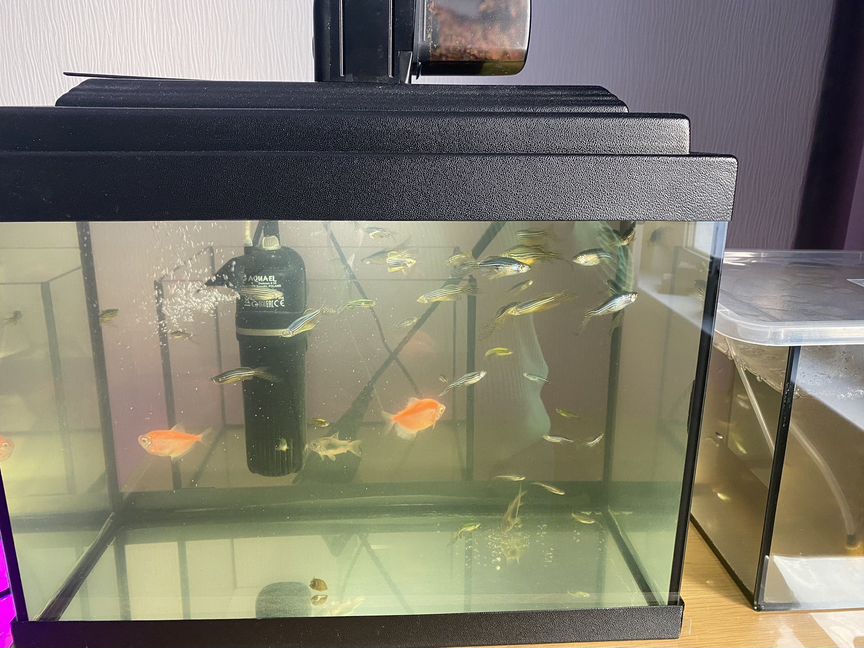 Аквариум,рыбки Данио