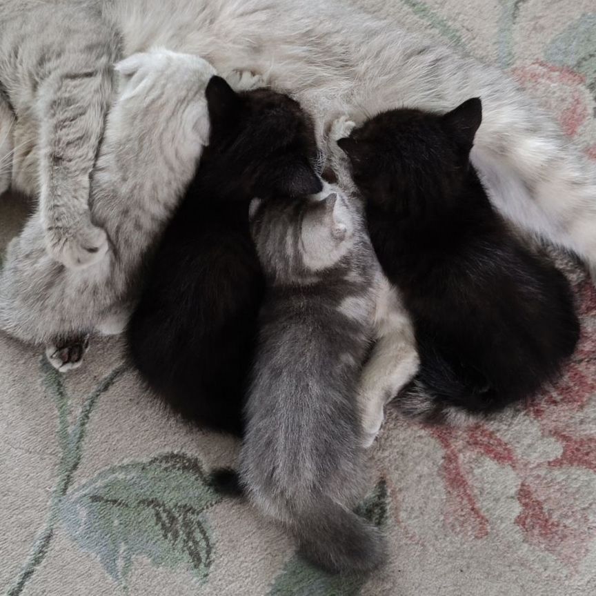 Шотландские страйт и фолд котята