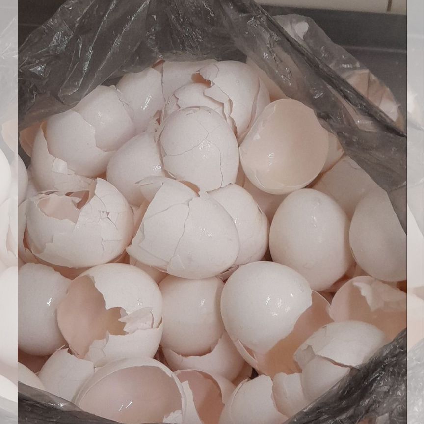 Яичная скорлупа