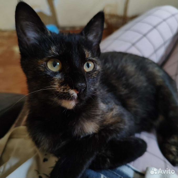 Кошечка котенок 3.5 мес. в поиске дома