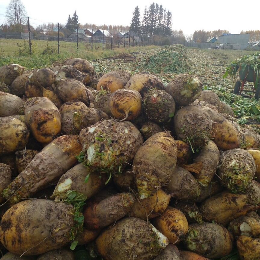 Свекла кормовая 5руб за кг