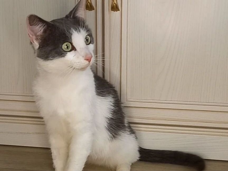 Котячий подросток 7 мес ищет дом