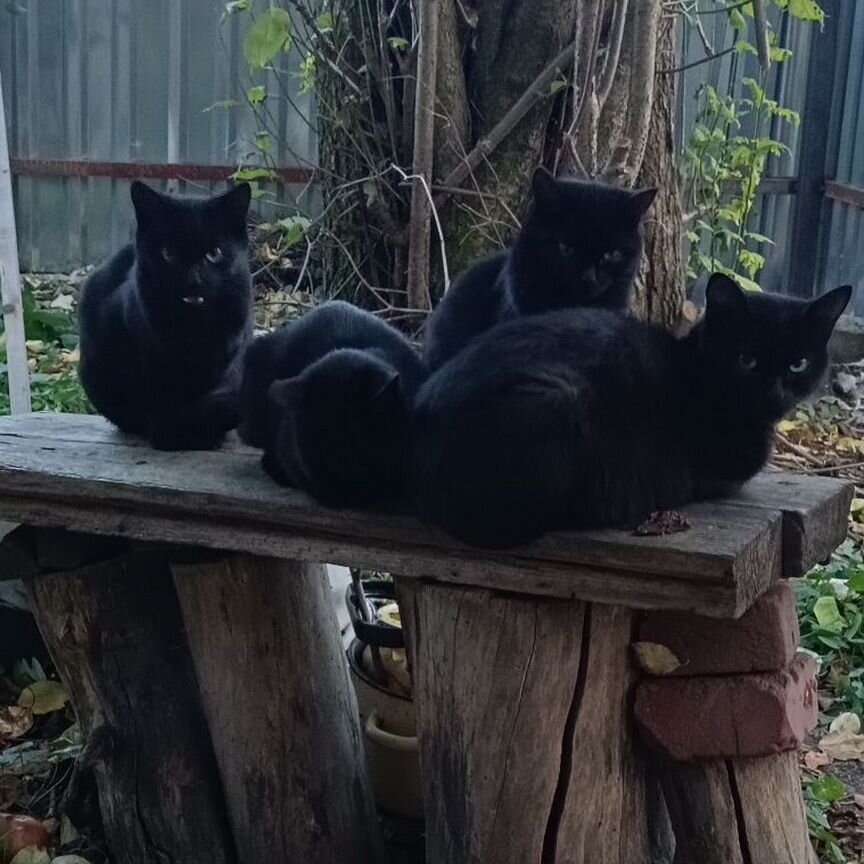 Котята в добрые руки
