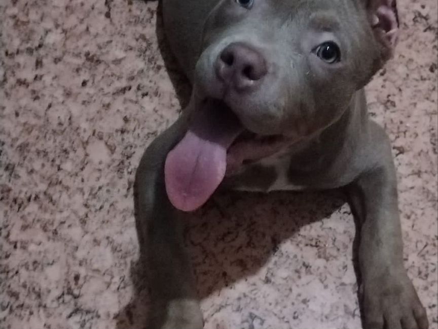 American bully Девочка