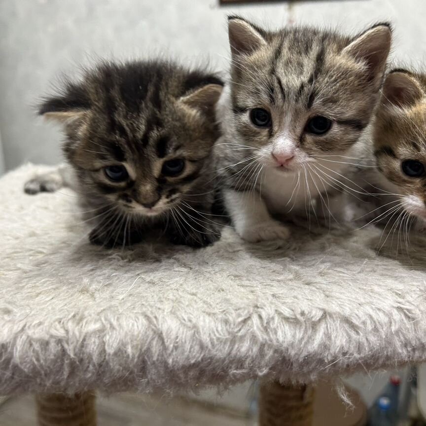 Отдам котят в добрые руки