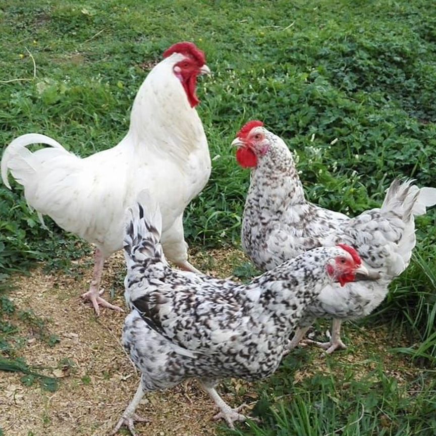 Семья пушкинских кур