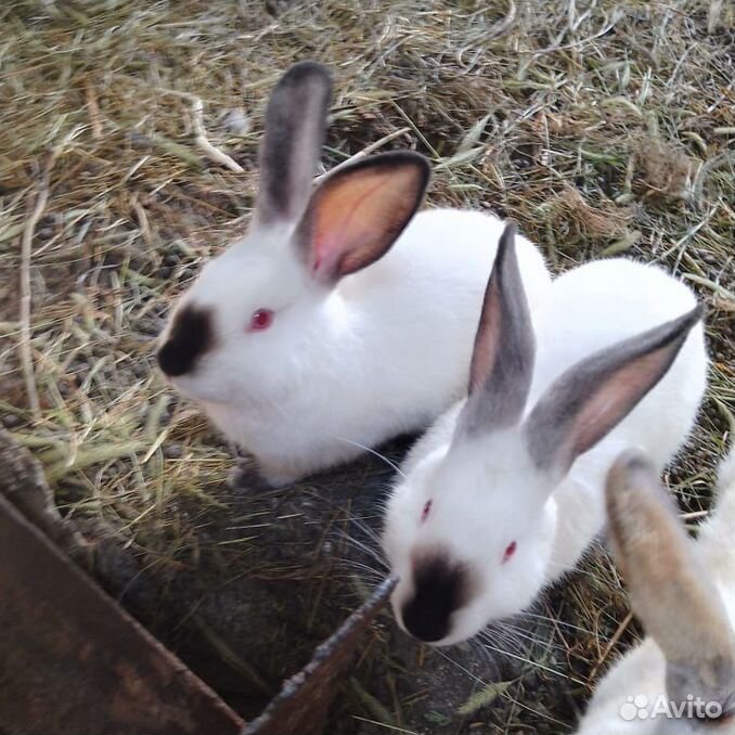 Кролики молодняк