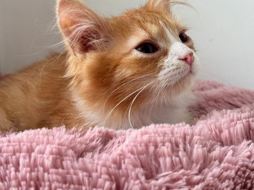 Рыжий котёнок, 3 месяца