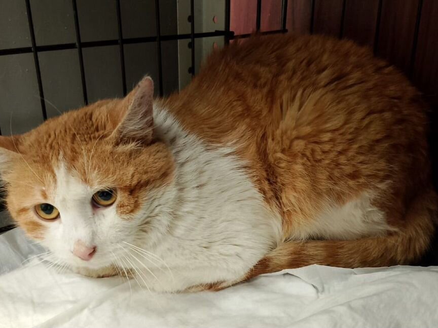 Пожалейте рыжулю заберите домой