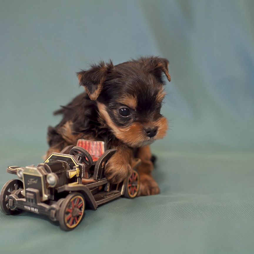 Йоркширский терьер очень очень маленькая девочка
