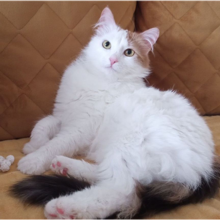 Взрослая, кошка в добрые руки