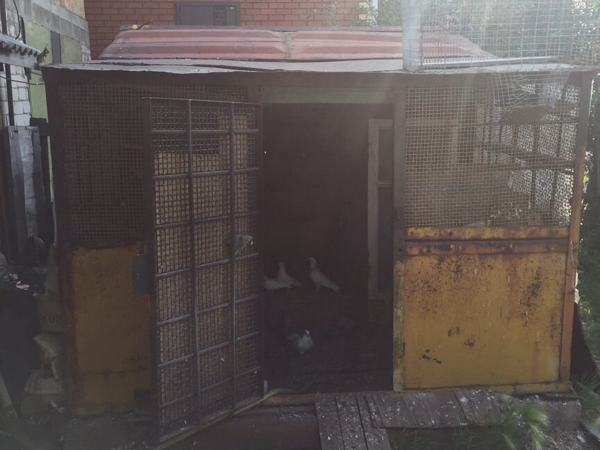 Продам голубятню